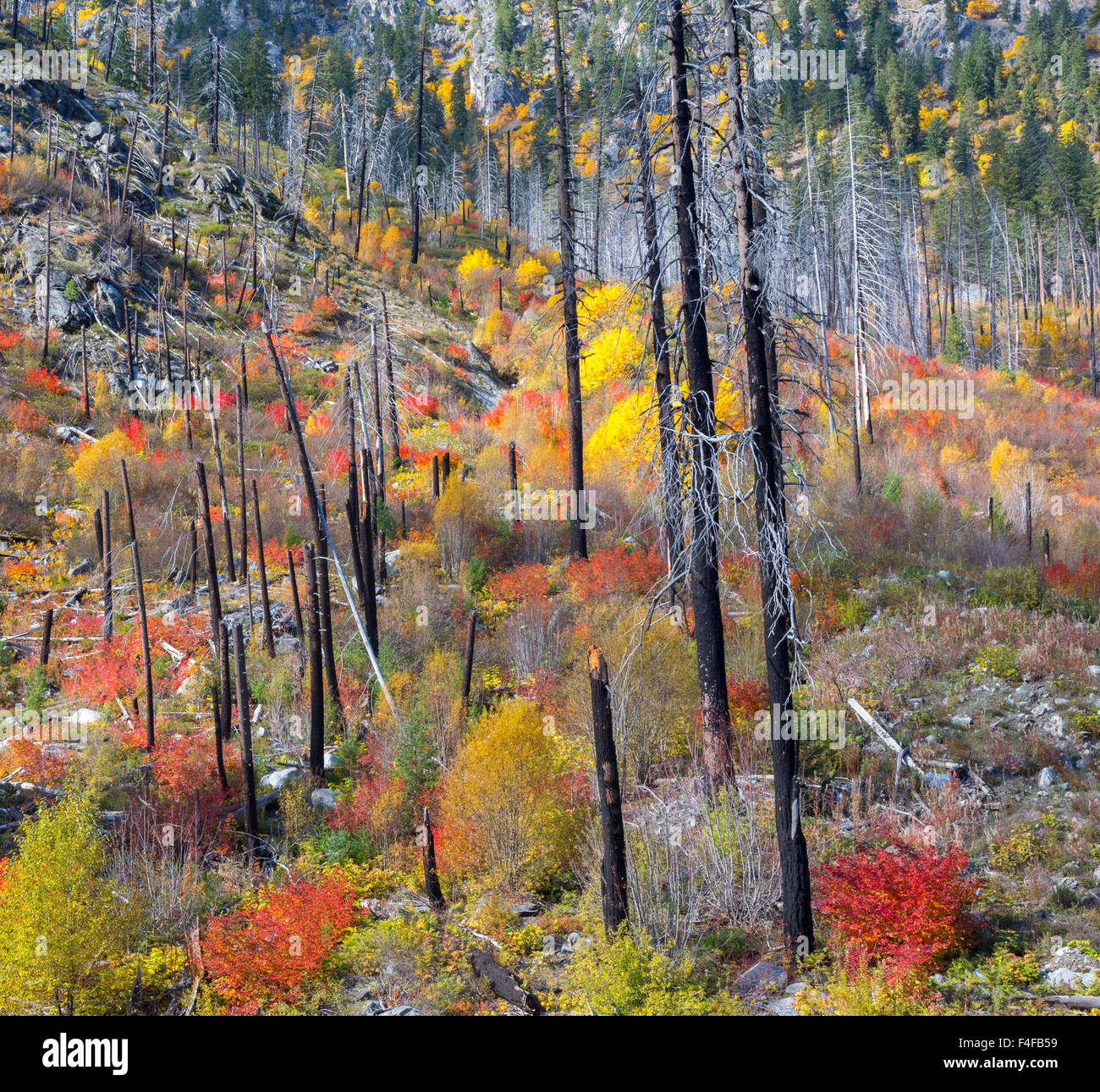 USA, Washington, Wenatchee National Forest, Tumwater Canyon, trees and ...