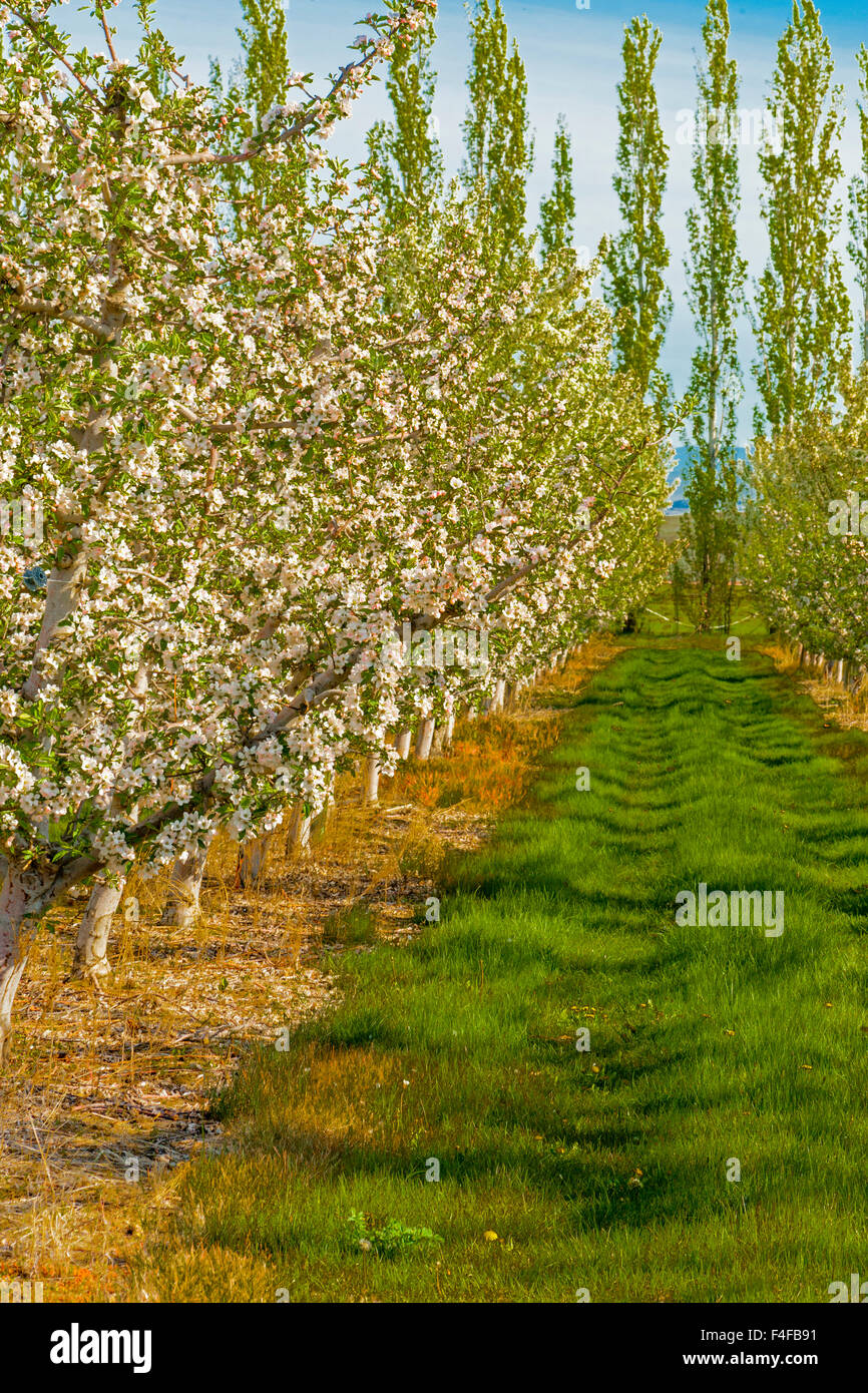 USA, Washington, Quincy. Apple trees bloom in the Ancient Lakes AVA in ...