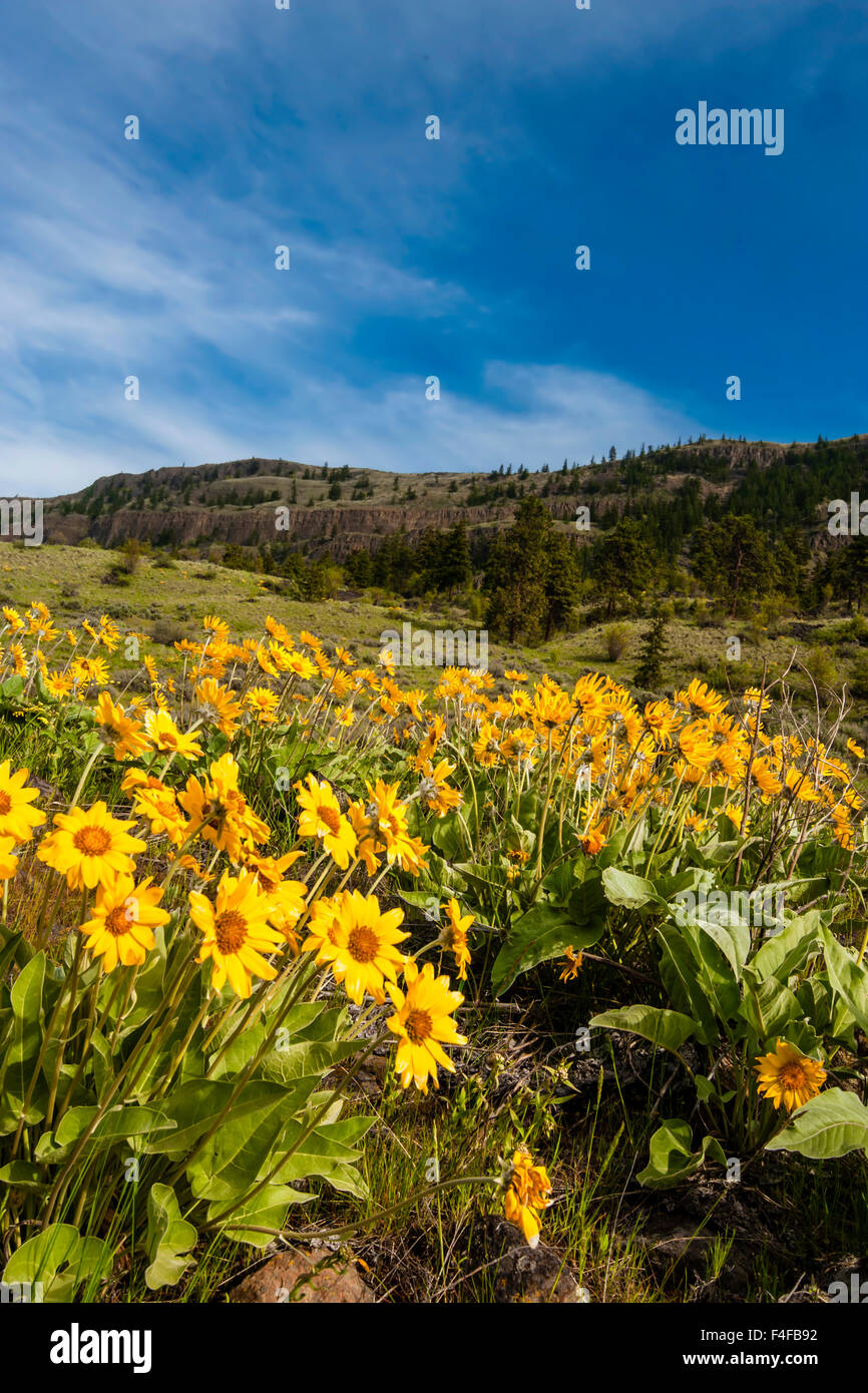 USA, Washington, Wenatchee. Wild balsam root blooms in the hills of ...