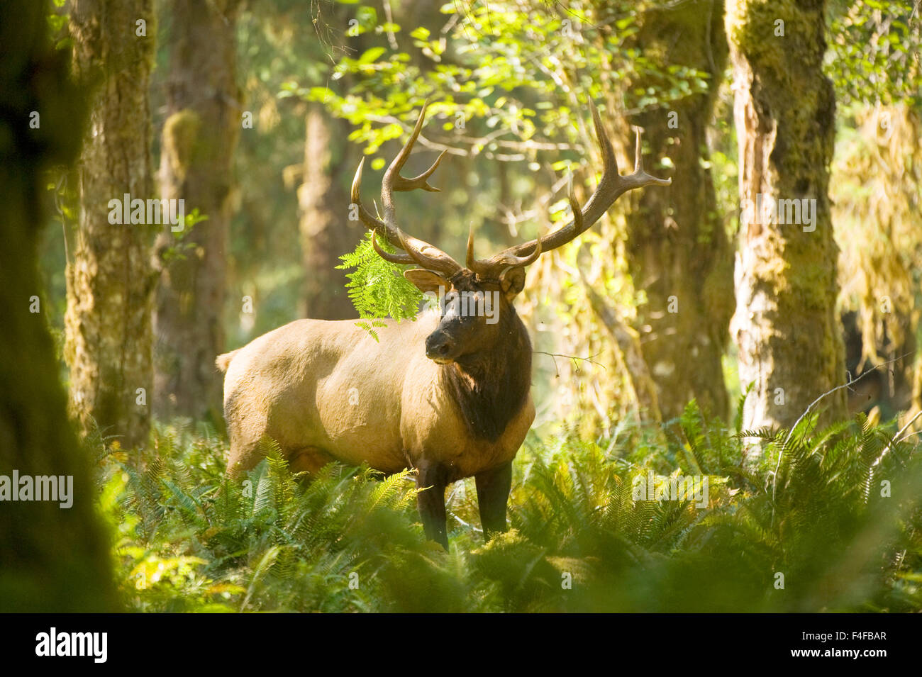 Washington, Olympic Peninsula, Olympic National Park, east fork ...