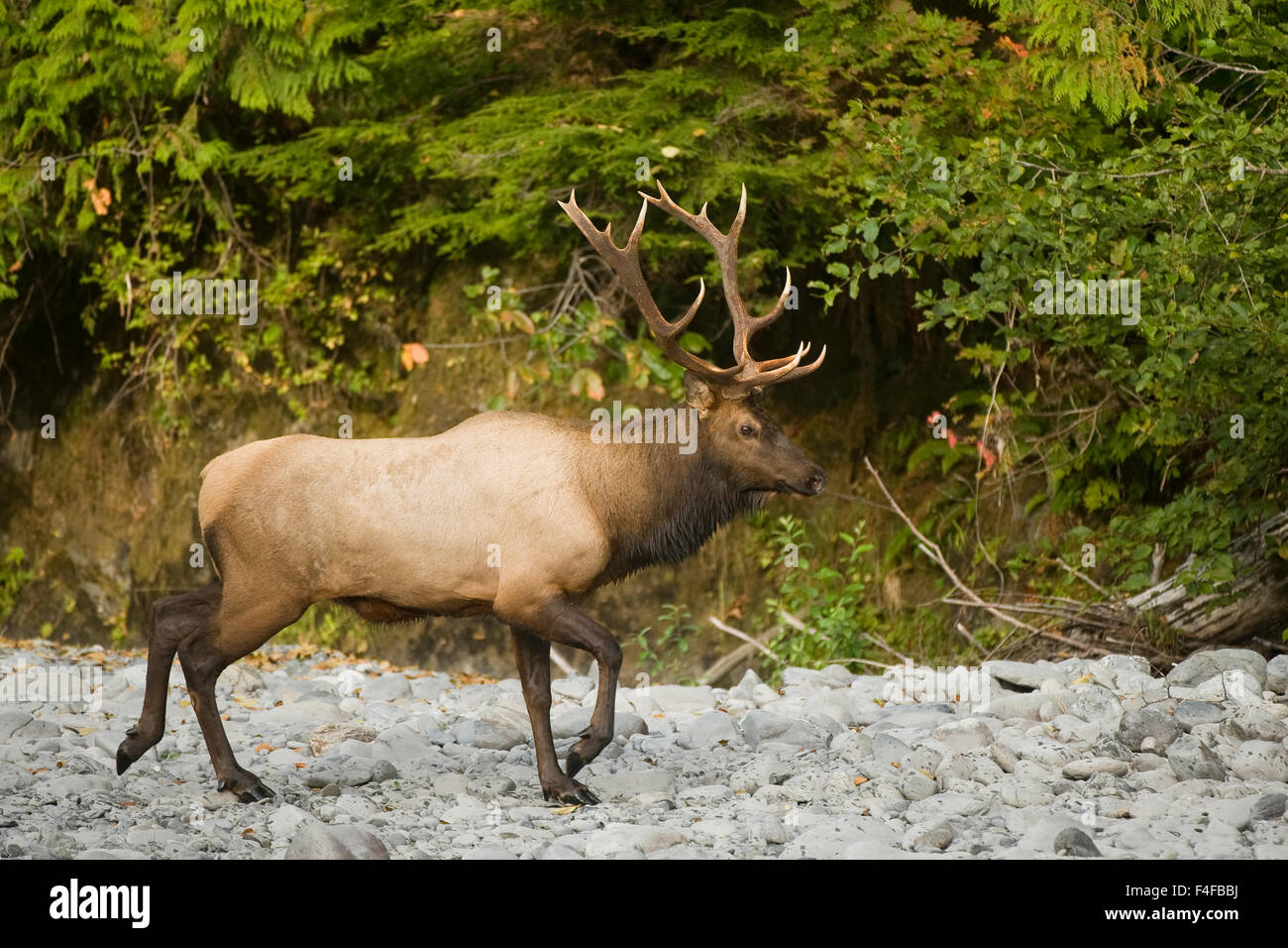 Washington, Olympic Peninsula, Olympic National Park, east fork ...
