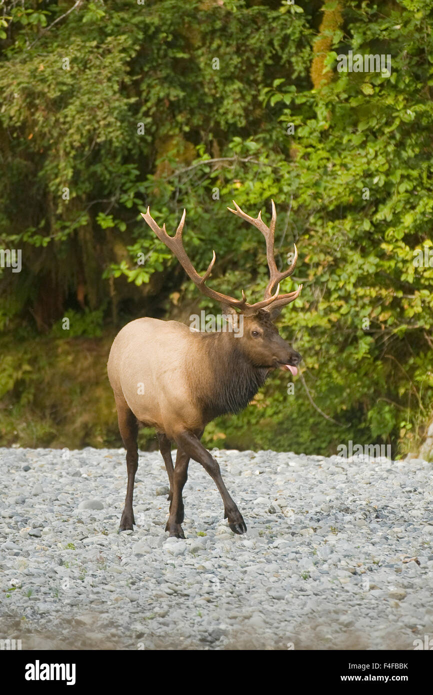 Washington, Olympic Peninsula, Olympic National Park, east fork ...
