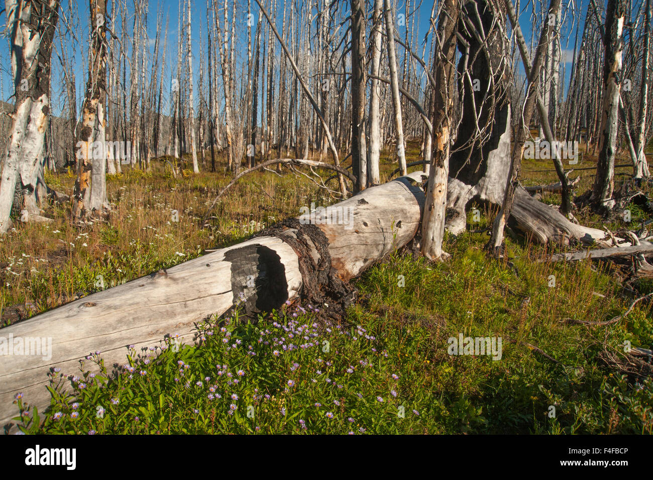 Harts pass washington hi-res stock photography and images - Alamy
