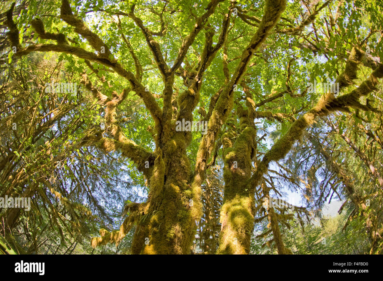 Washington, Olympic Peninsula, Olympic National Park, east fork ...