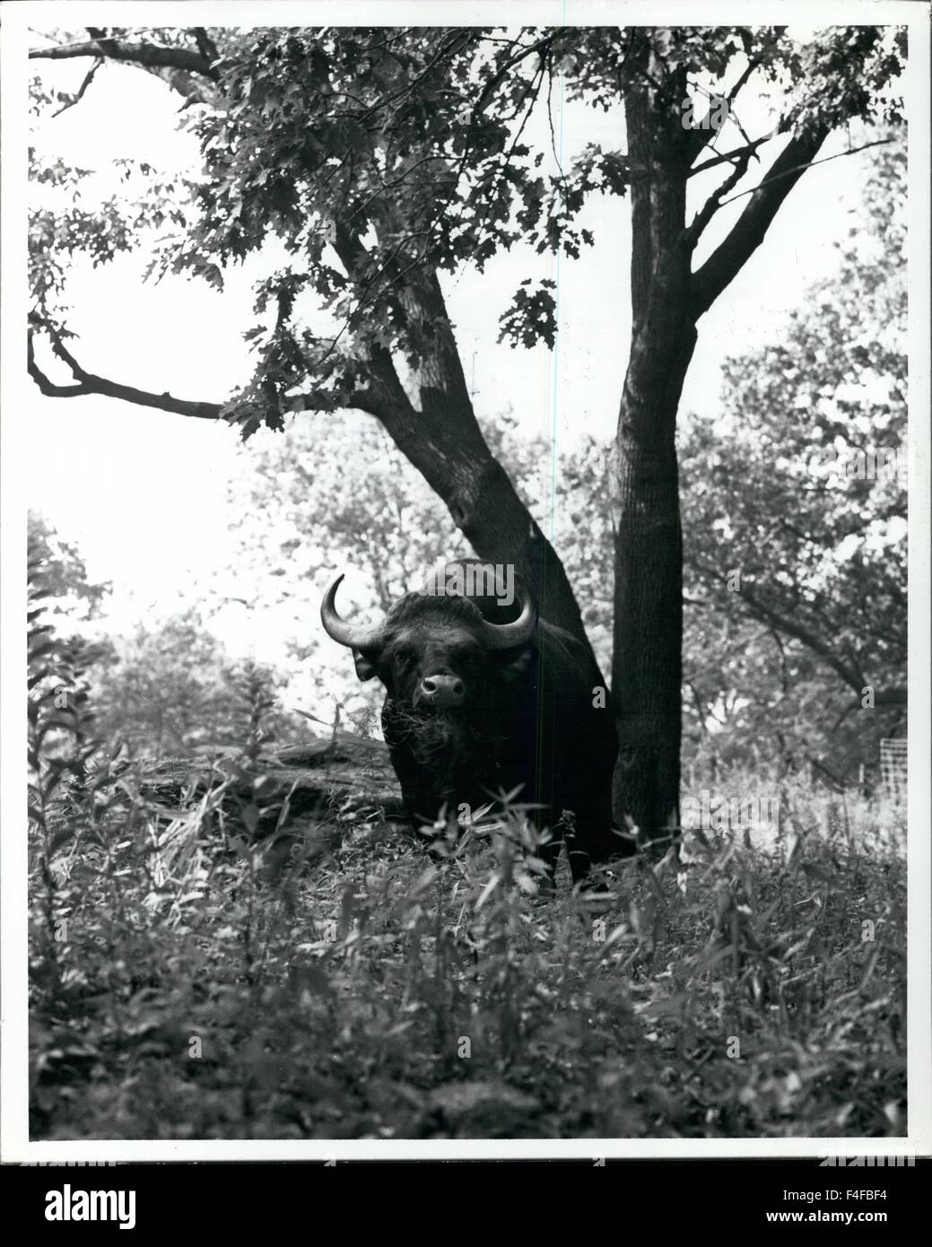 Feb. 24, 1972 - New york Zoological Society Bronx Zoo: Gaur bull in ...
