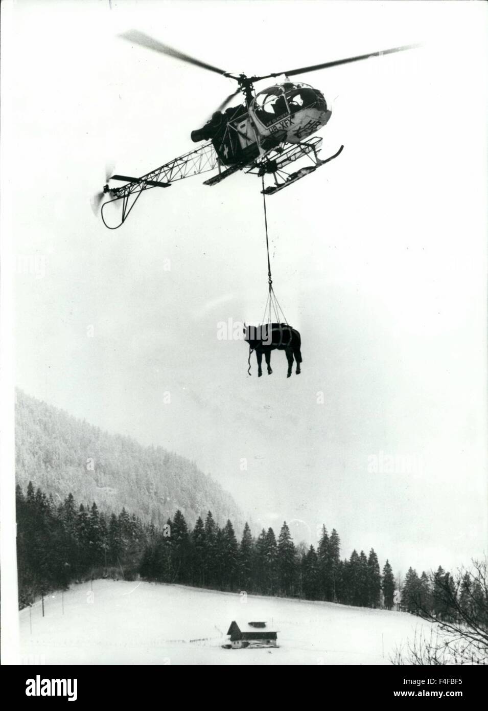 Feb. 24, 1972 - Cattle Rescue by Helicopter: Here are some unusual ...