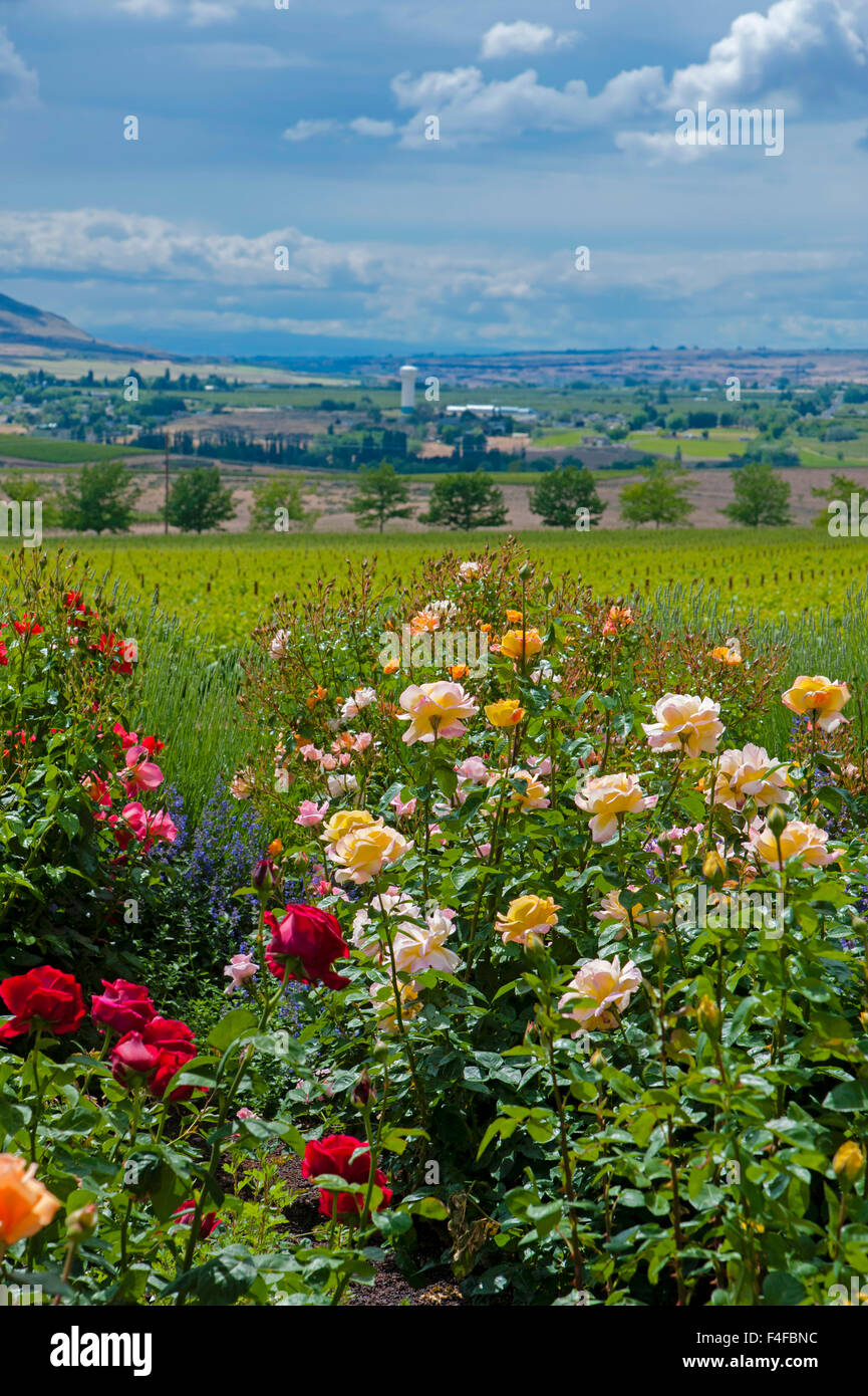 USA, Washington, Yakima Valley, Red Mountain. Hedges winery on Red ...