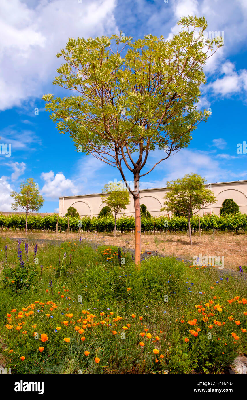 USA, Washington, Yakima Valley, Red Mountain. Hedges winery on Red ...