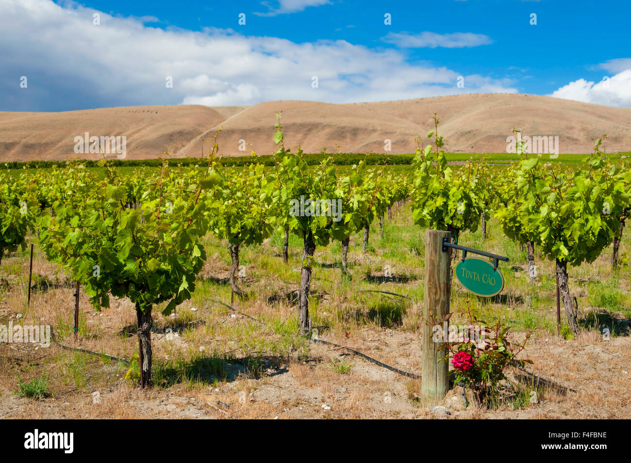 USA, Washington, Yakima Valley, Red Mountain. Tinta cao vineyard on Red ...