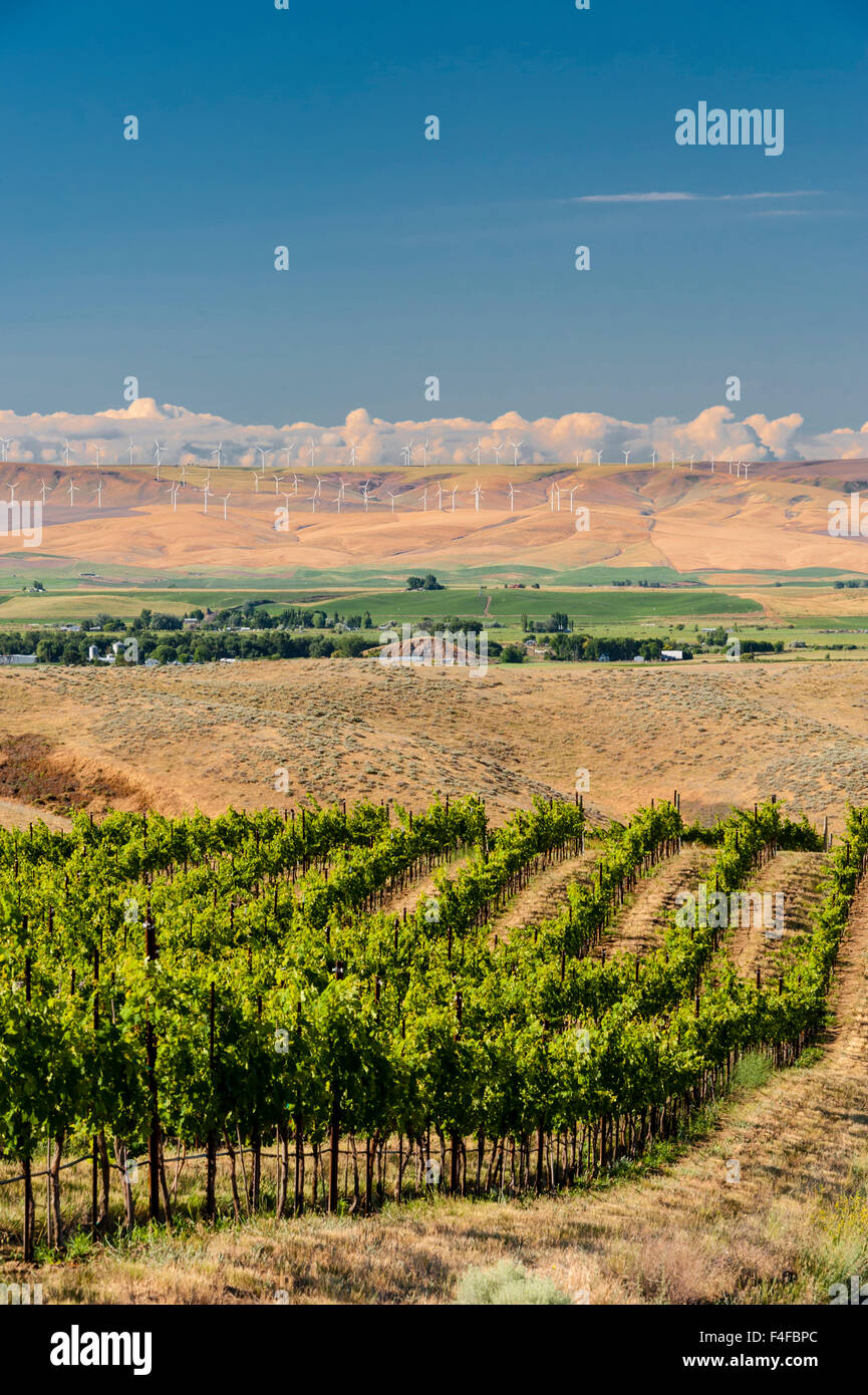 USA, Washington, Walla Walla. Vineyard in Walla Walla wine country ...