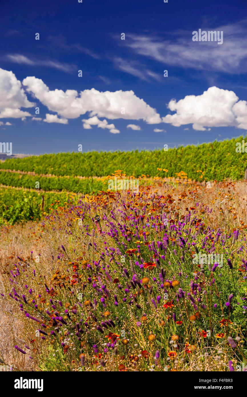 USA, Washington, Walla Walla. Spring wildflowers dot a vineyard in Walla Walla wine country ...