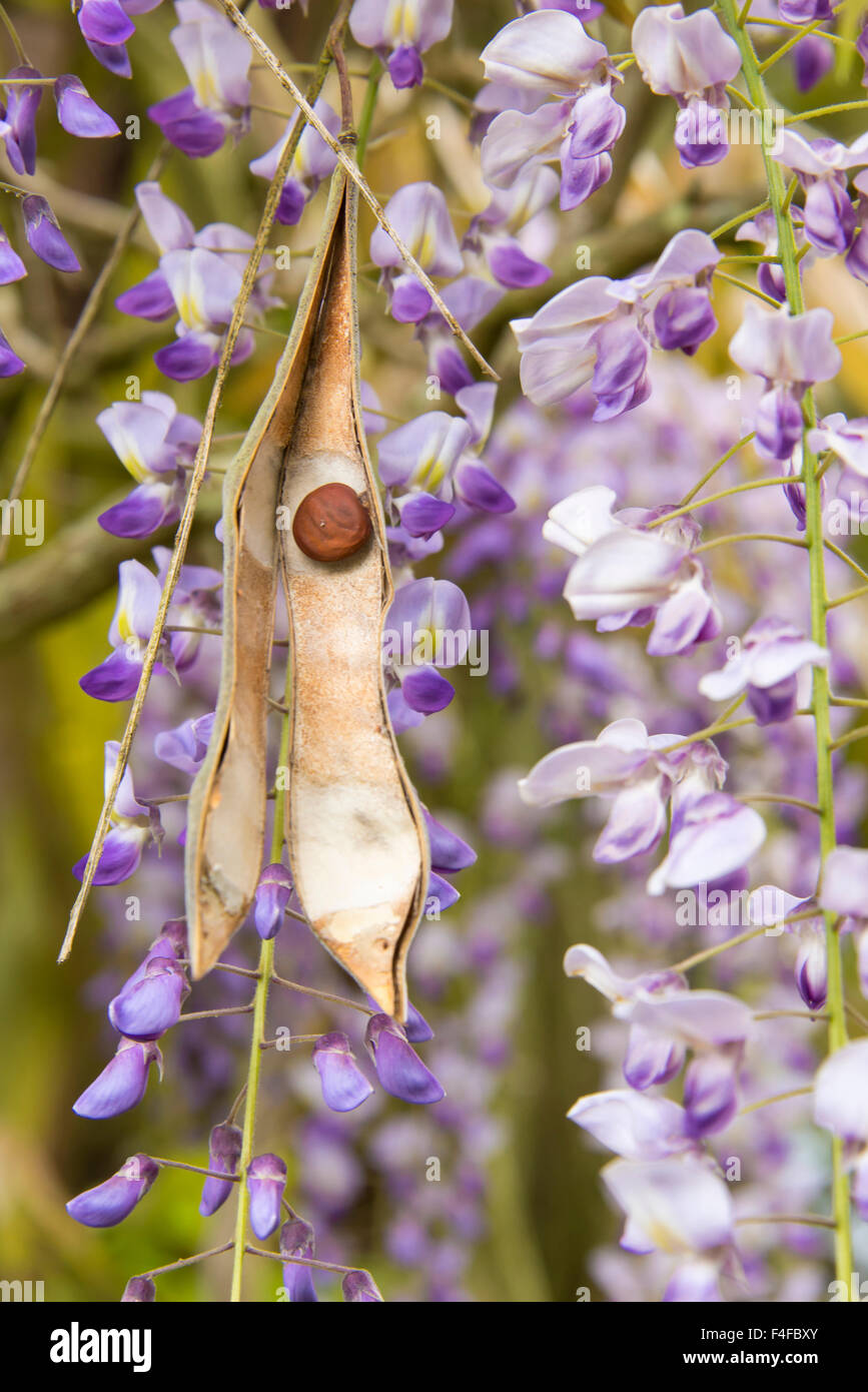USA, Washington State. Close-up of spring wisteria blooms with opened ...