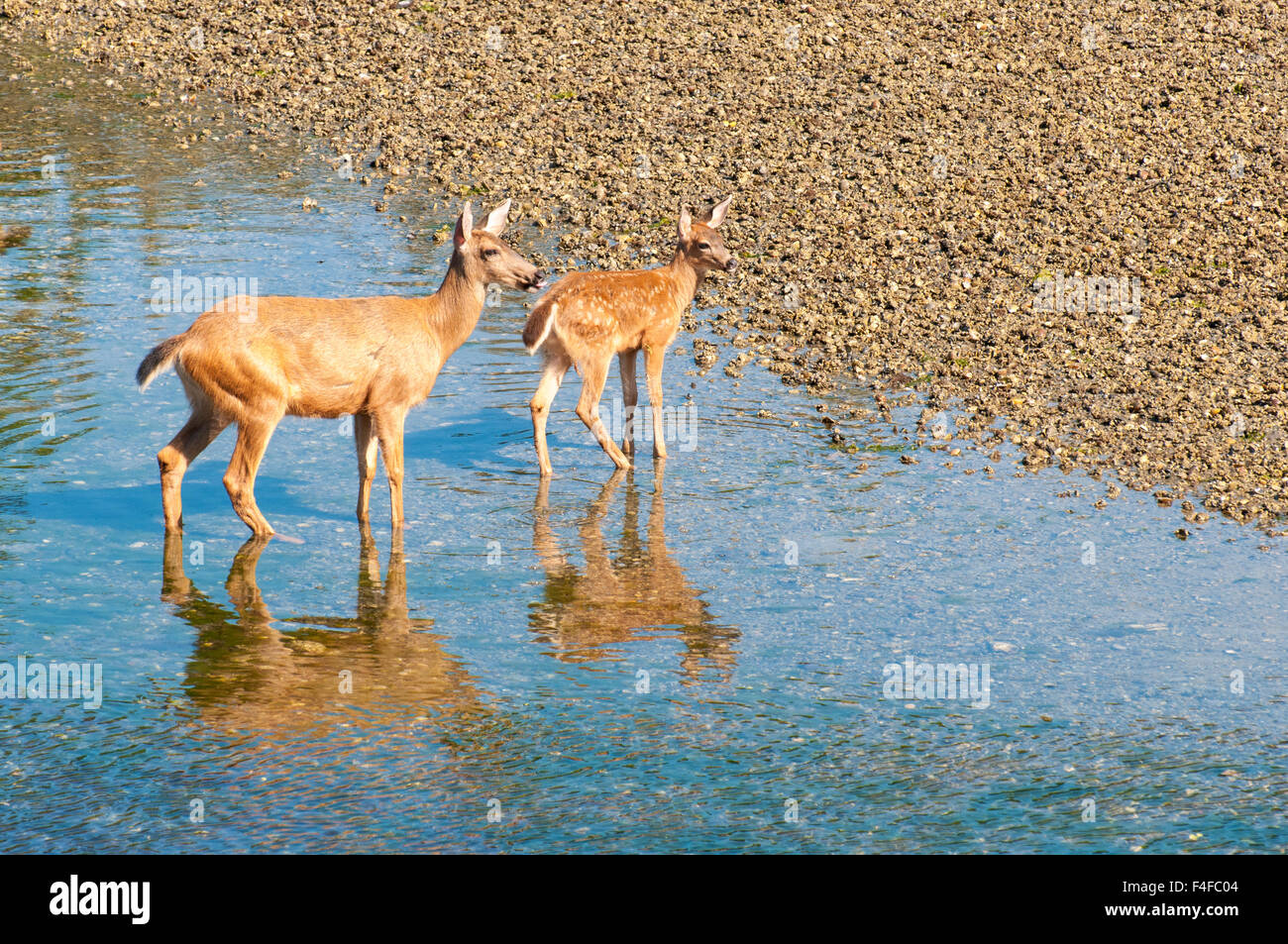 USA, Washington State. Black-tailed Columbian deer (Odocoileus hemionus ...