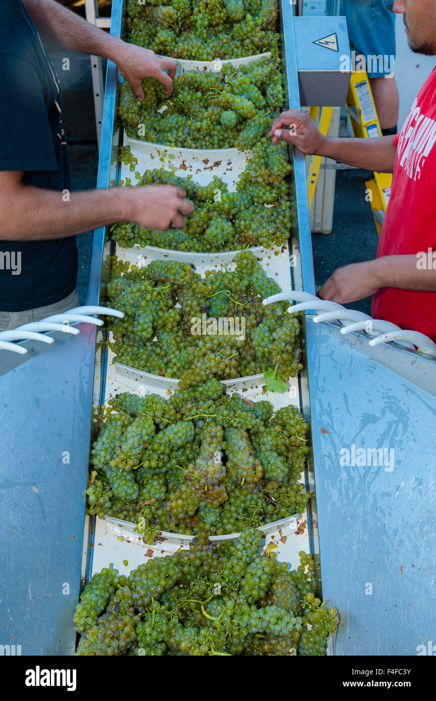 USA, Washington, Woodinville. Winery workers sort Viognier grapes at crush Stock Photo - Alamy