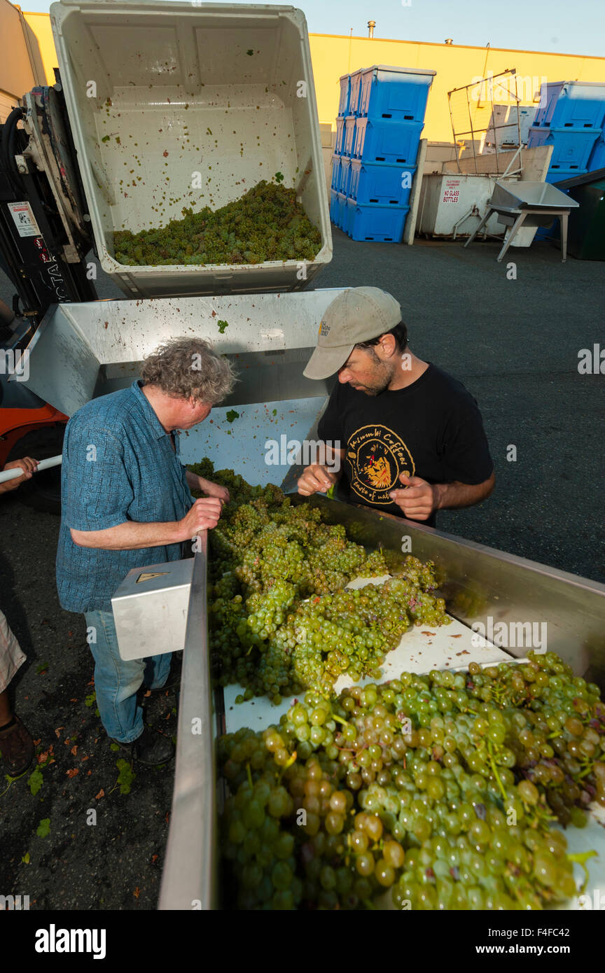 Harvesting workers conveyer hi-res stock photography and images - Alamy