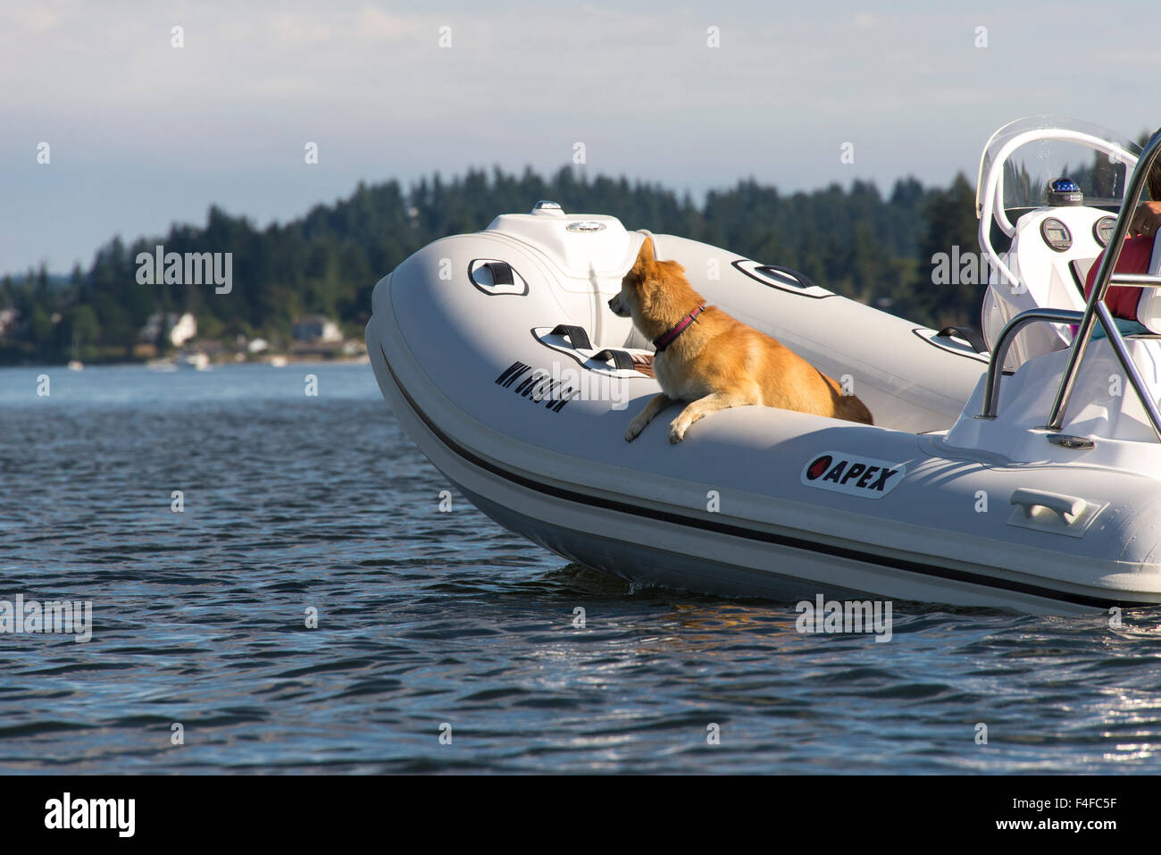 USA, Washington State, Poulsbo. Dog rides comfortably on rigid ...
