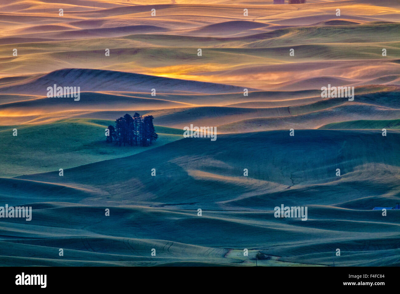 USA, Washington State. Rolling hills of wheat at sunrise Stock Photo ...