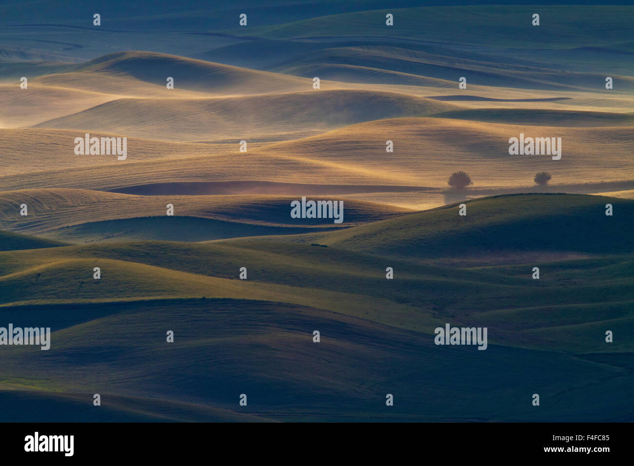 USA, Washington State. Rolling hills of wheat at sunrise Stock Photo ...