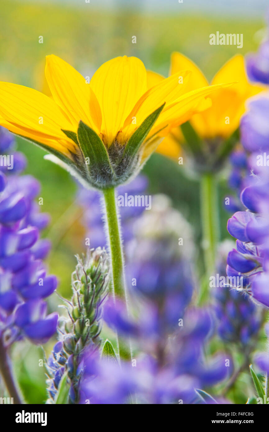 USA, Washington, Columbia Gorge, Arrowleaf Balsam Root and Lupine in ...