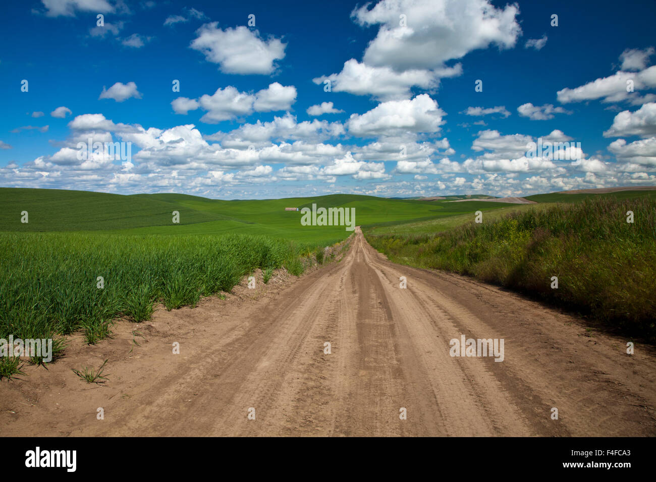 Back Country Road Through Spring Wheat Field Stock Photo - Alamy