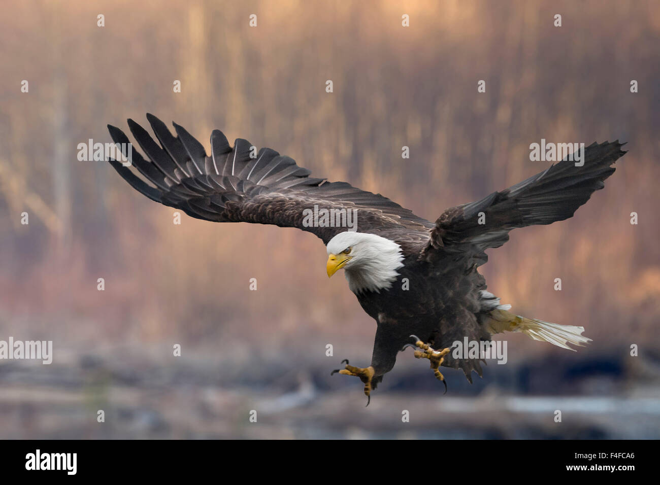 Nooksack River, Washington State, USA. Bald Eagle landing Stock Photo ...