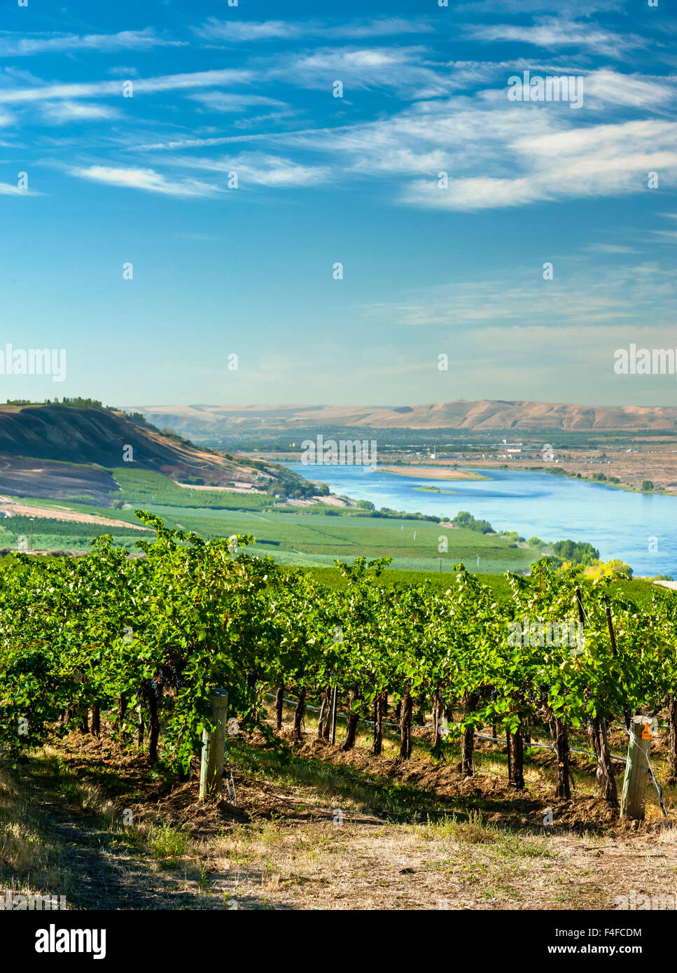 USA, Washington. Vineyard bordering Columbia River ripens in summer sun ...