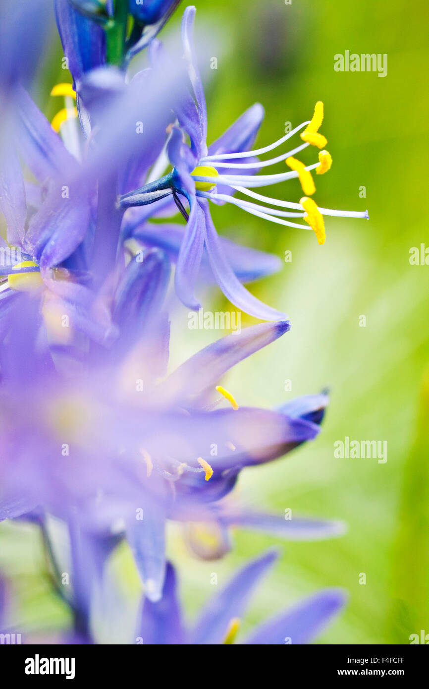 George washington plant hi-res stock photography and images - Alamy