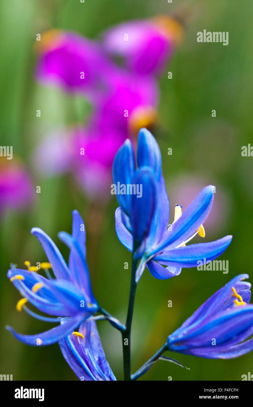 George washington plant hi-res stock photography and images - Alamy