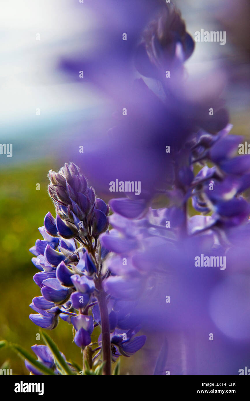 George washington plant hi-res stock photography and images - Alamy