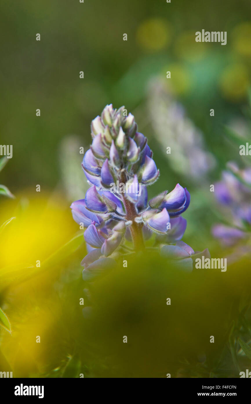 George washington plant hi-res stock photography and images - Alamy