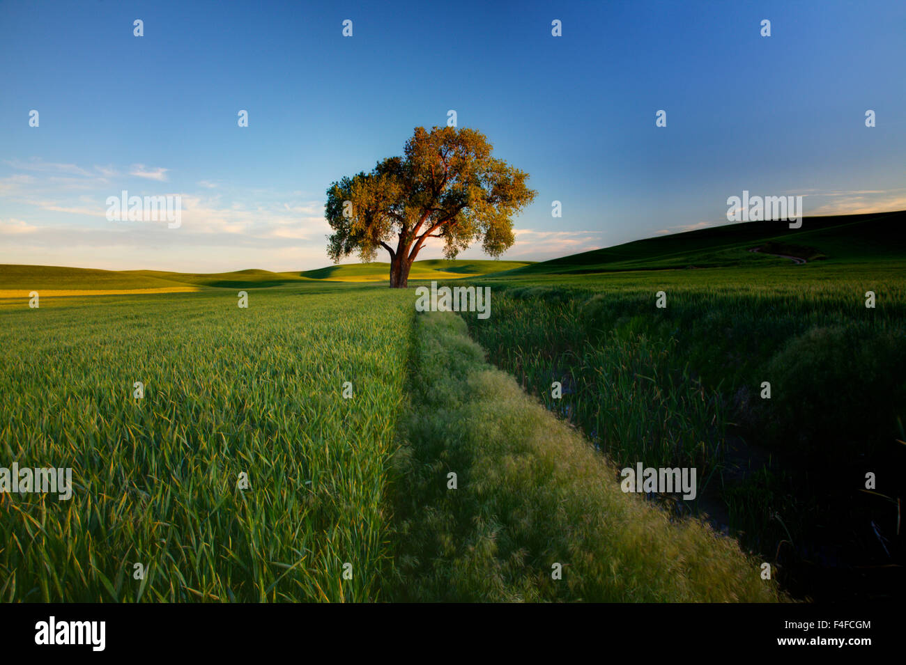 USA, Washington State, Palouse. A lone tree surrounded by rolling hills ...