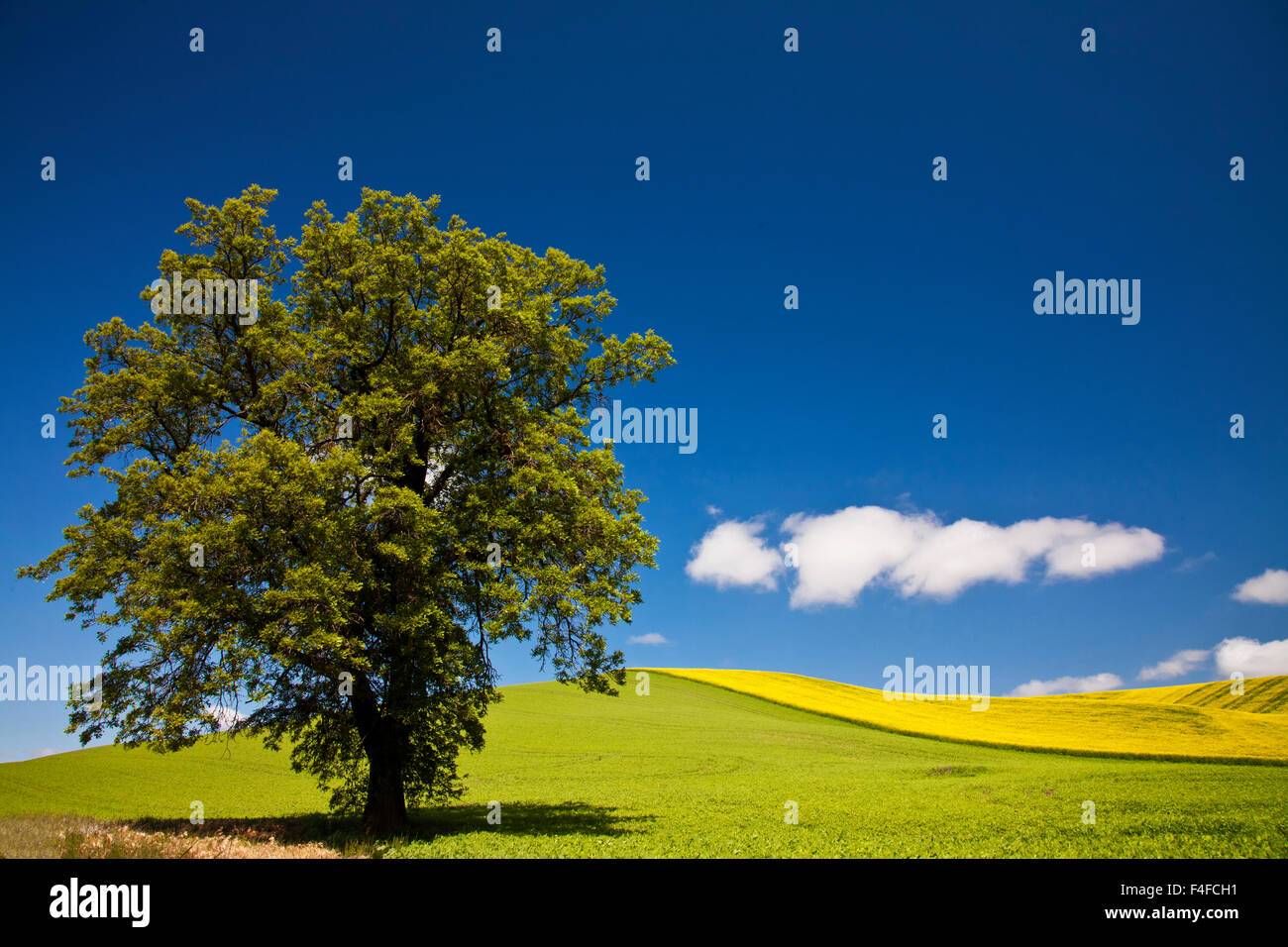 USA, Washington State, Palouse. A lone tree surrounded by rolling hills ...
