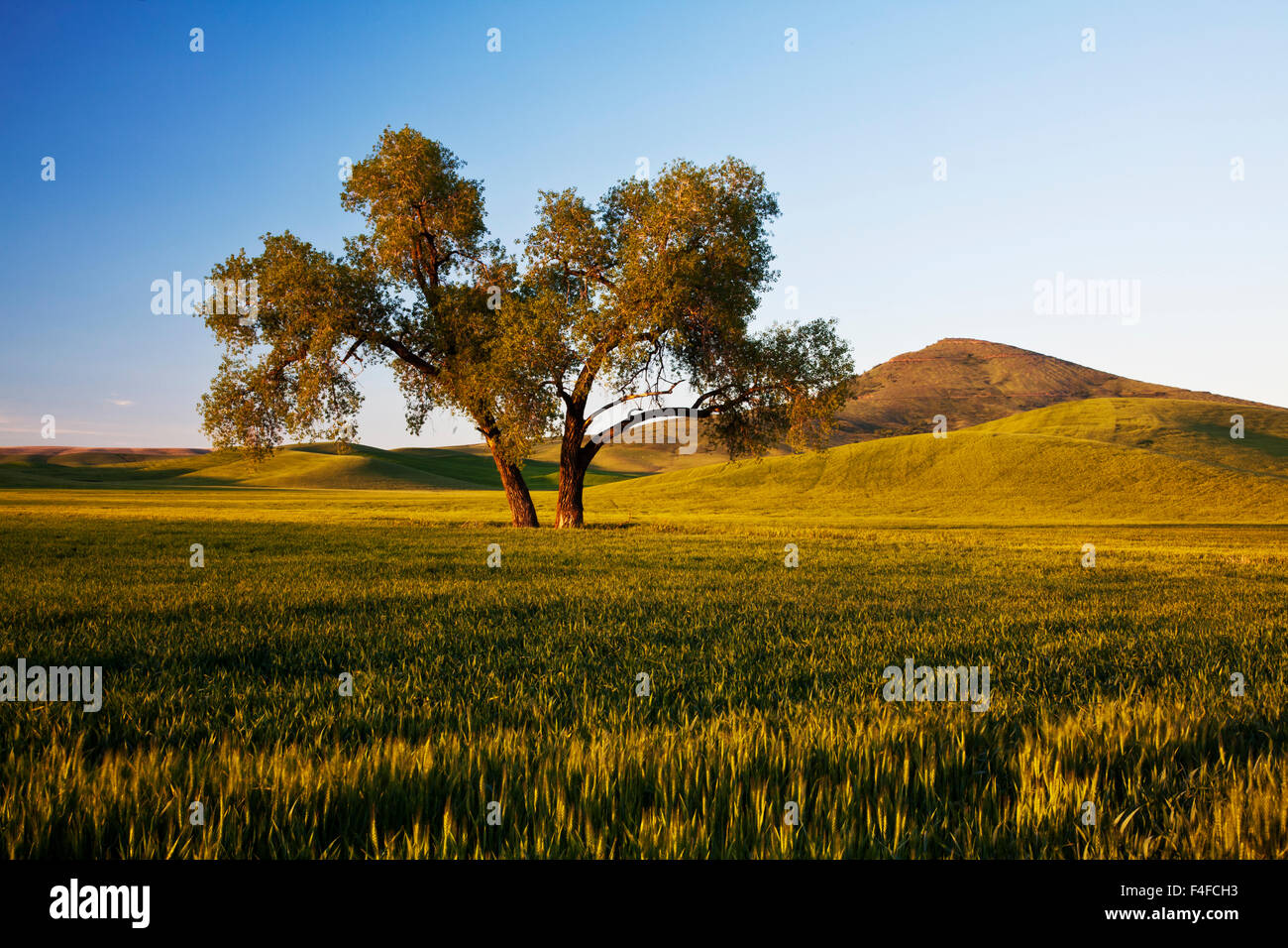 USA, Washington State, Palouse. A lone tree surrounded by rolling hills ...