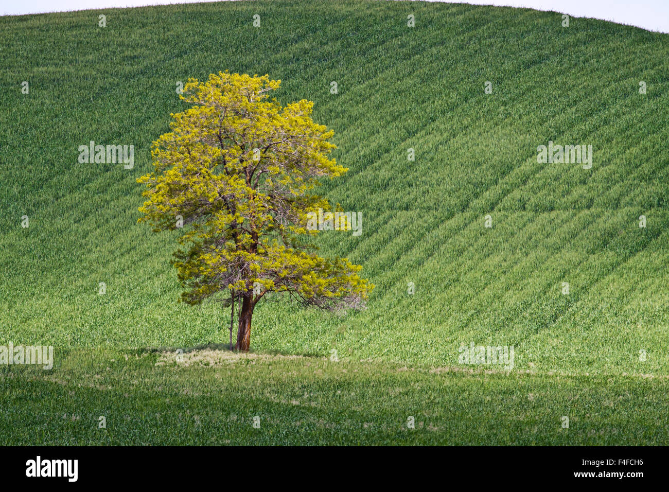 USA, Washington State, Palouse. A lone tree surrounded by rolling hills ...