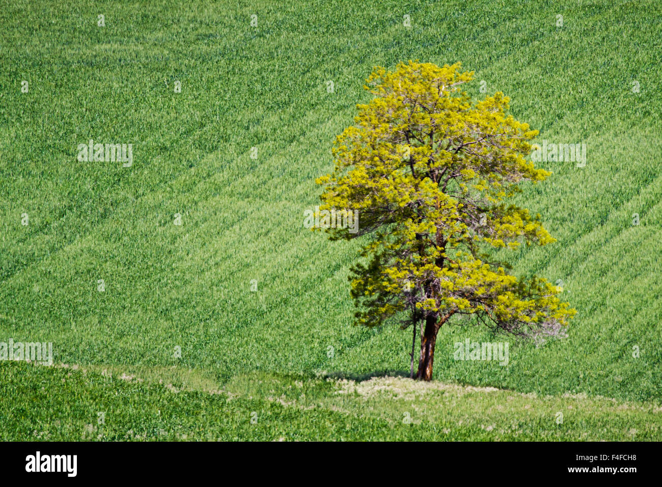 USA, Washington State, Palouse. A lone tree surrounded by rolling hills ...