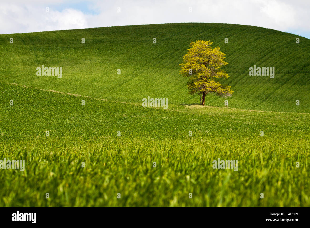 USA, Washington State, Palouse. A lone tree surrounded by rolling hills ...