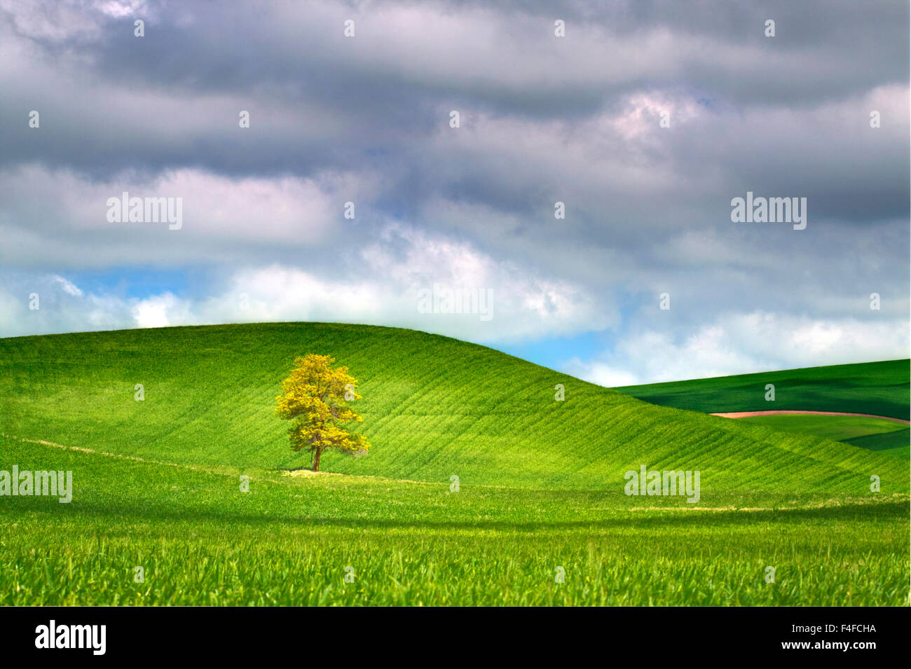 USA, Washington State, Palouse. A lone tree surrounded by rolling hills ...
