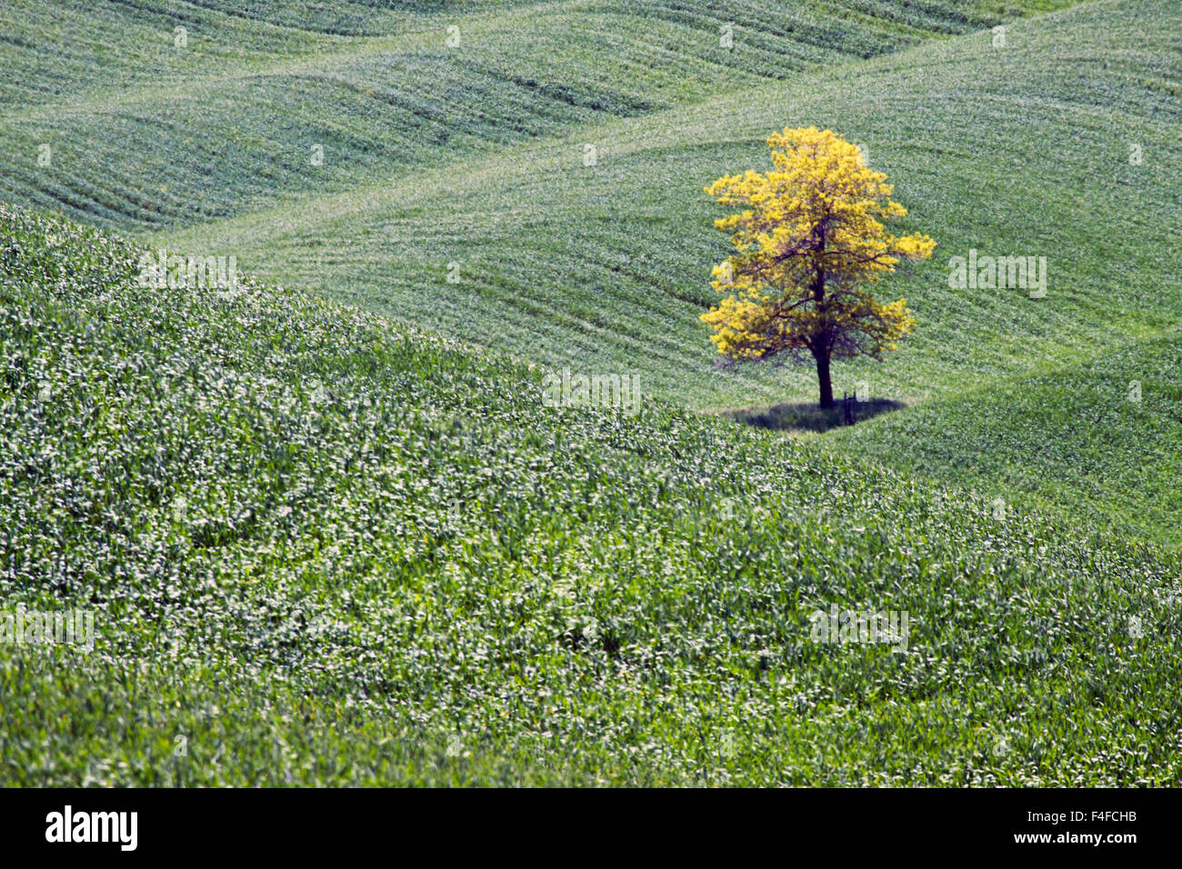 USA, Washington State, Palouse. A lone tree surrounded by rolling hills ...