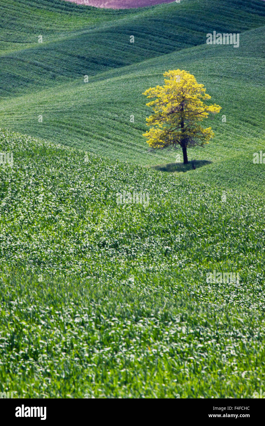 USA, Washington State, Palouse. A lone tree surrounded by rolling hills ...