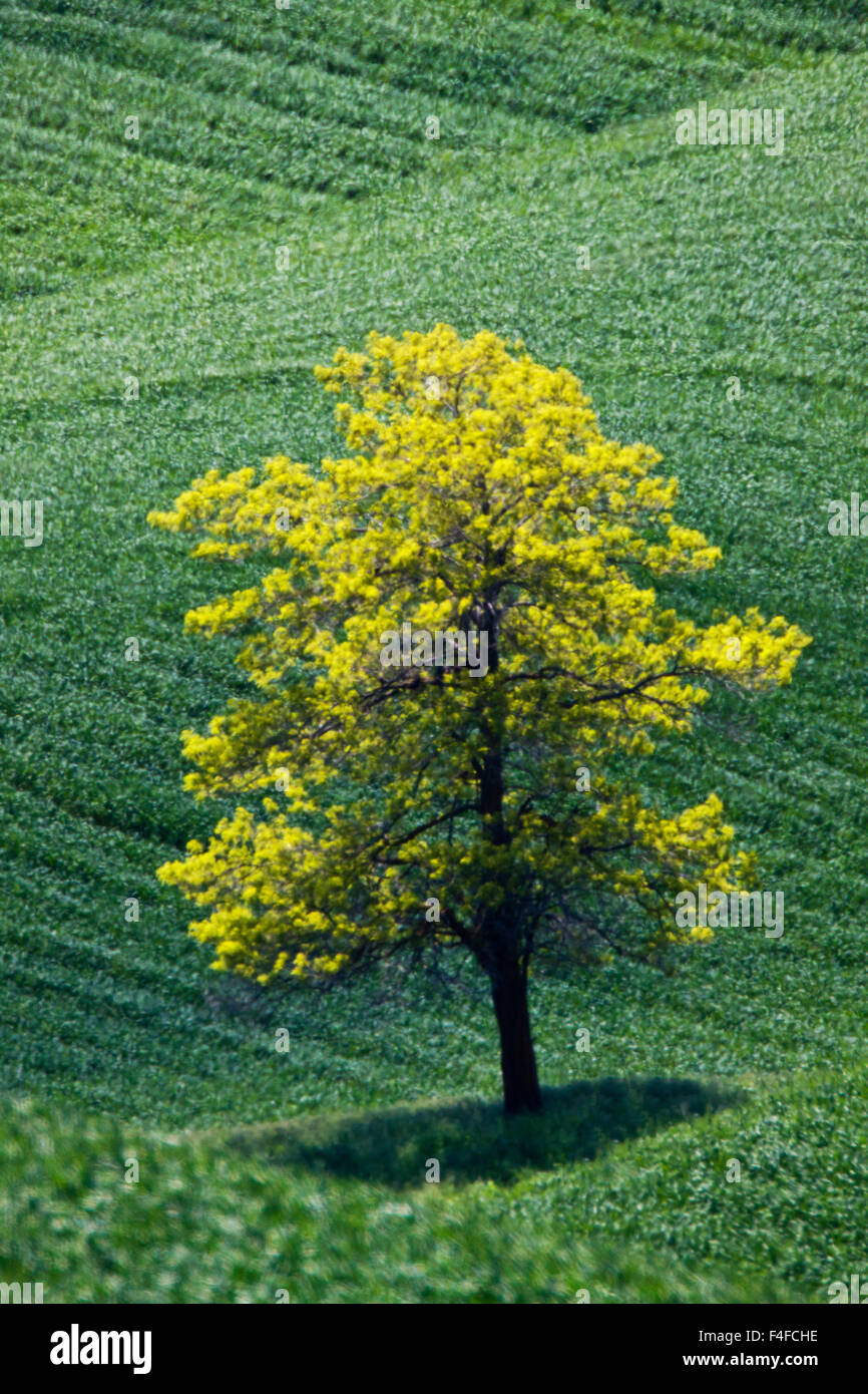 USA, Washington State, Palouse. A lone tree surrounded by rolling hills ...