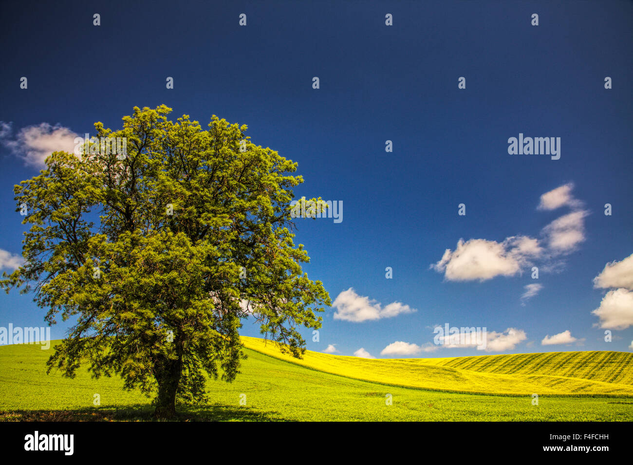 USA, Washington State, Palouse. A lone tree surrounded by rolling hills ...