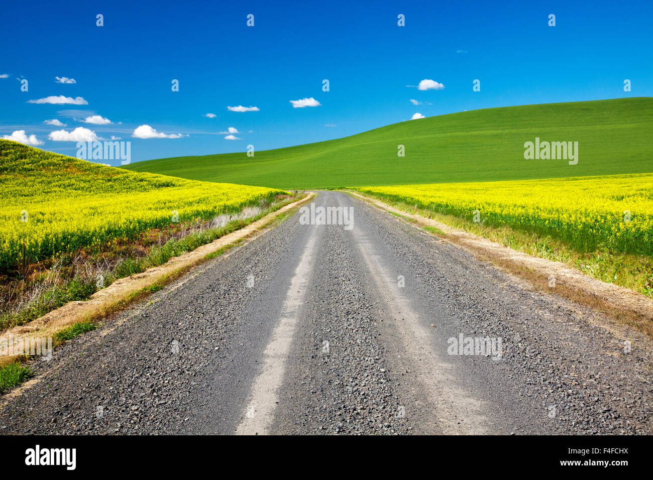 USA, Washington State, Palouse. Backcountry road through Spring Canola ...