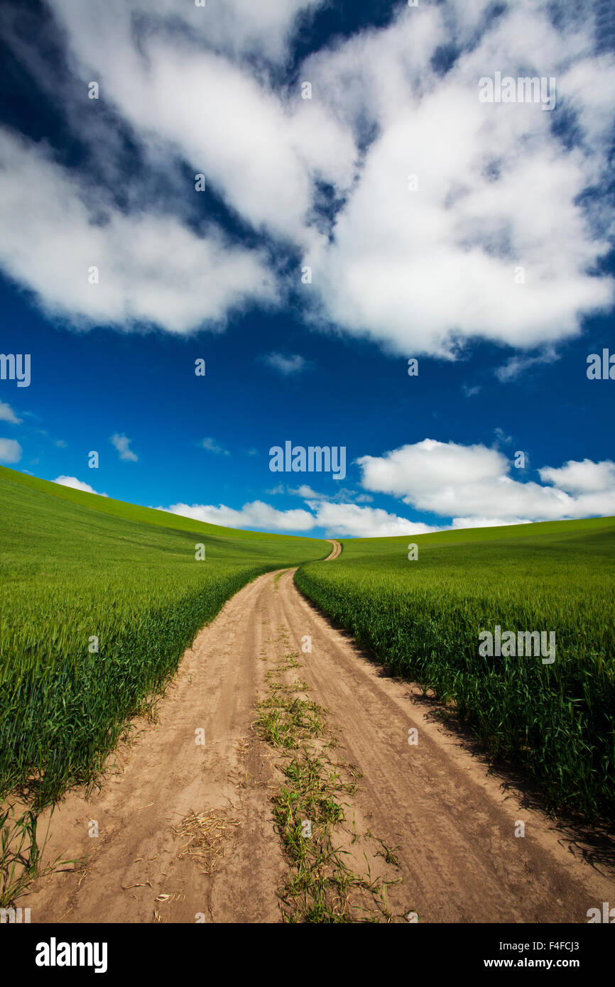 USA, Washington State, Palouse. Backcountry road through Spring Wheat ...