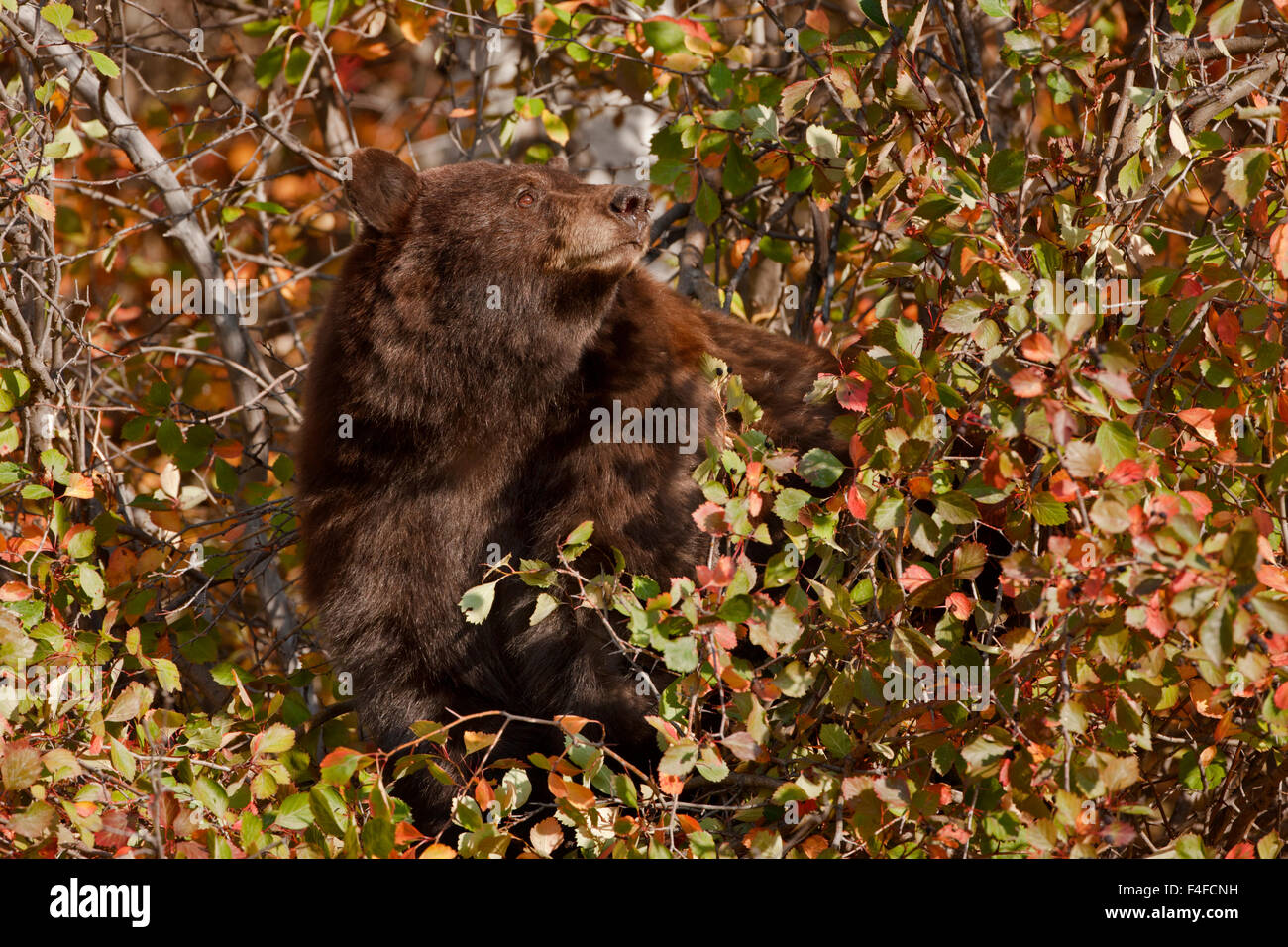USA, Wyoming, Grand Teton National Park. Black bear searching for ...