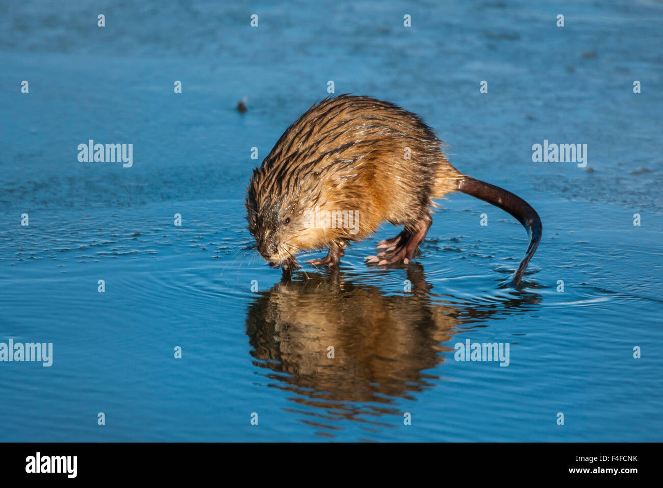 USA, Wyoming, Jackson Hole. Muskrat reflecting in water. Credit as ...