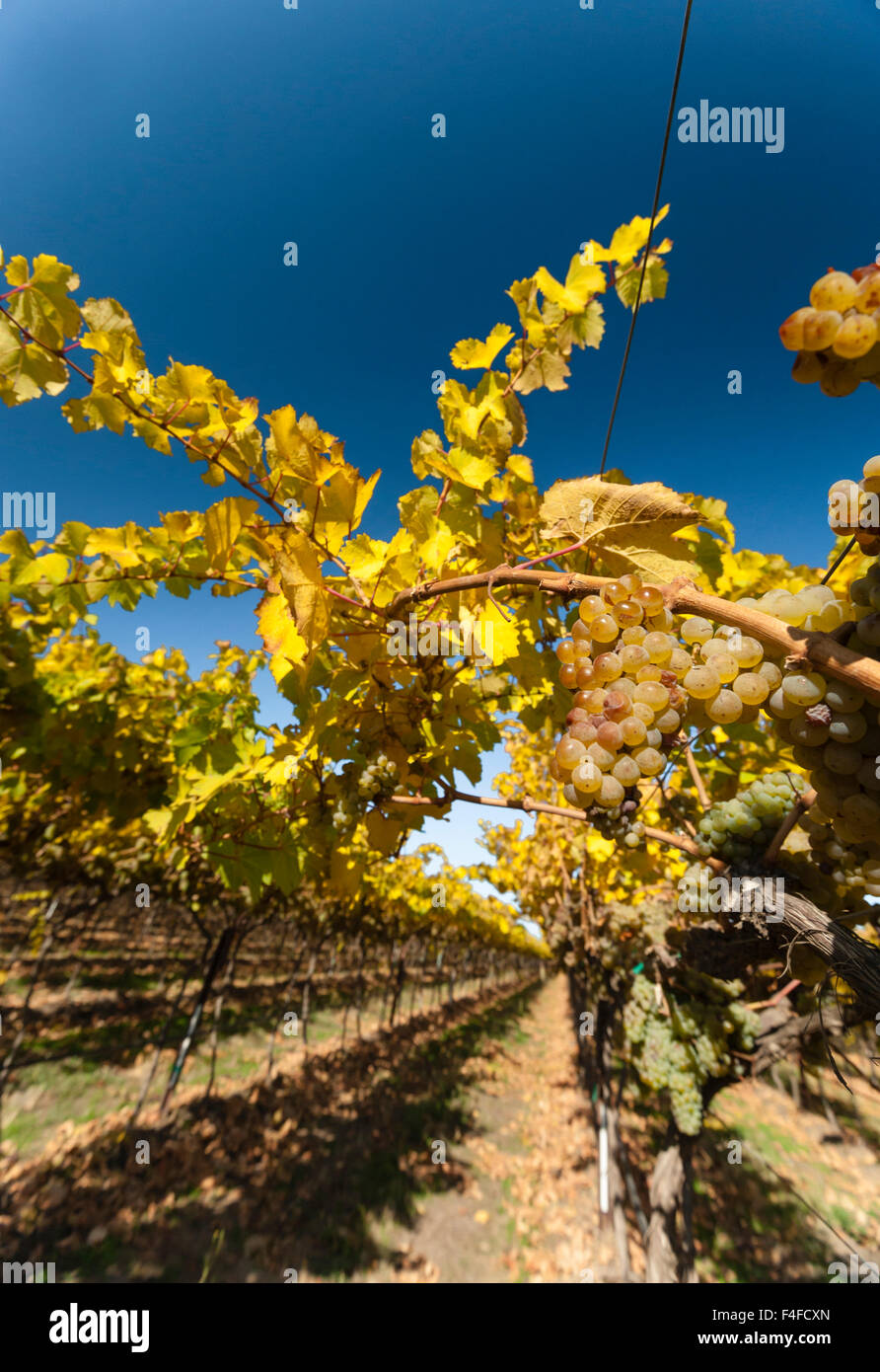 USA, Washington, Eastern. Riesling grapes ripen in a vineyard in ...