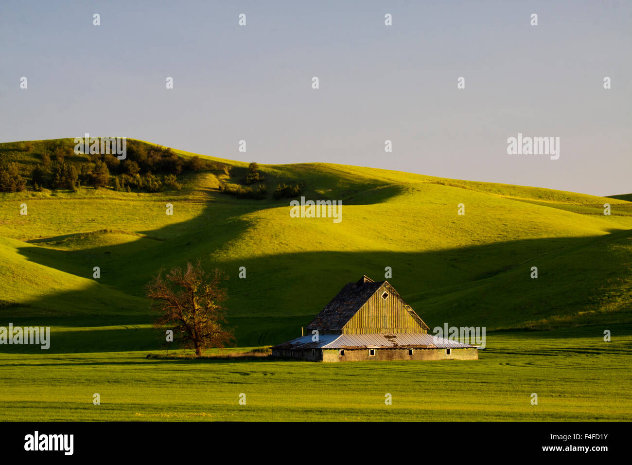 USA, Washington State, Palouse. Old Green Barn in Field of Spring Wheat ...