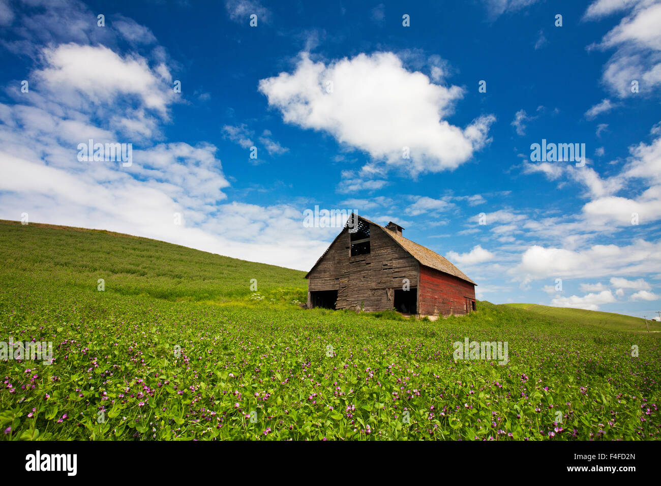 USA, Washington State, Palouse. Old, red barn in field of chickpeas (PR ...