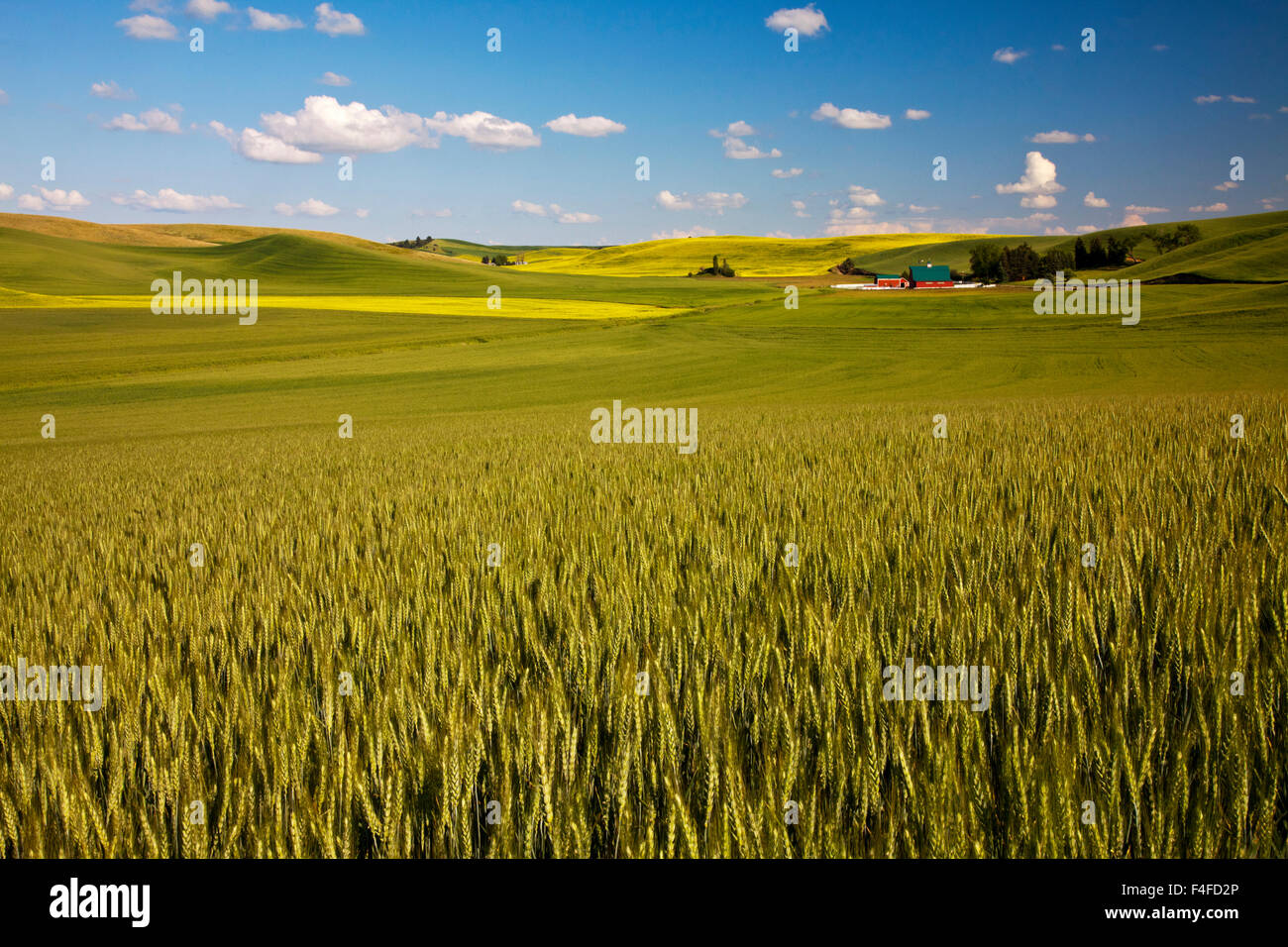 Red lentil farming hi-res stock photography and images - Alamy