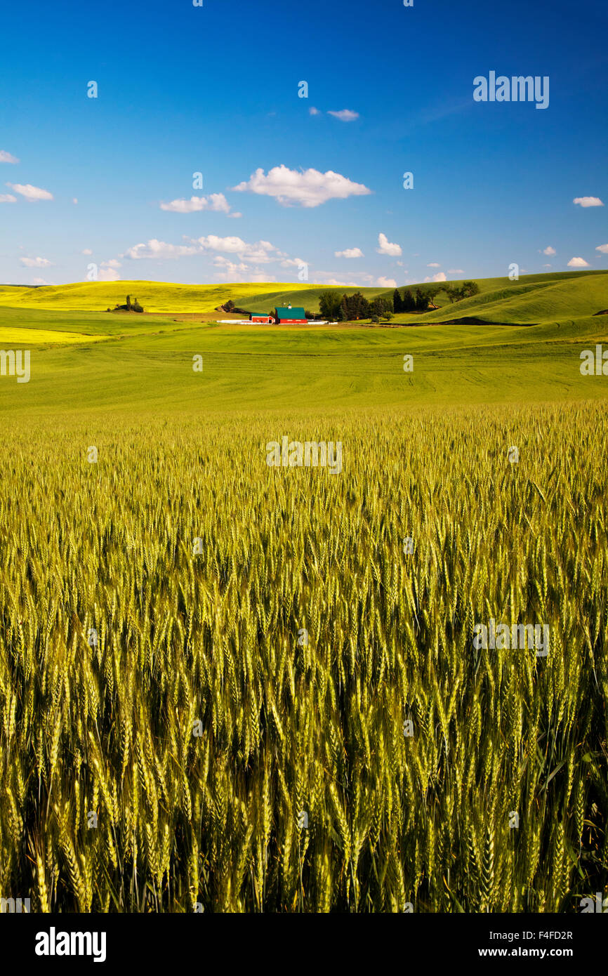 USA, Washington State, Palouse. Red Barn and Farm Surrounded by Wheat ...